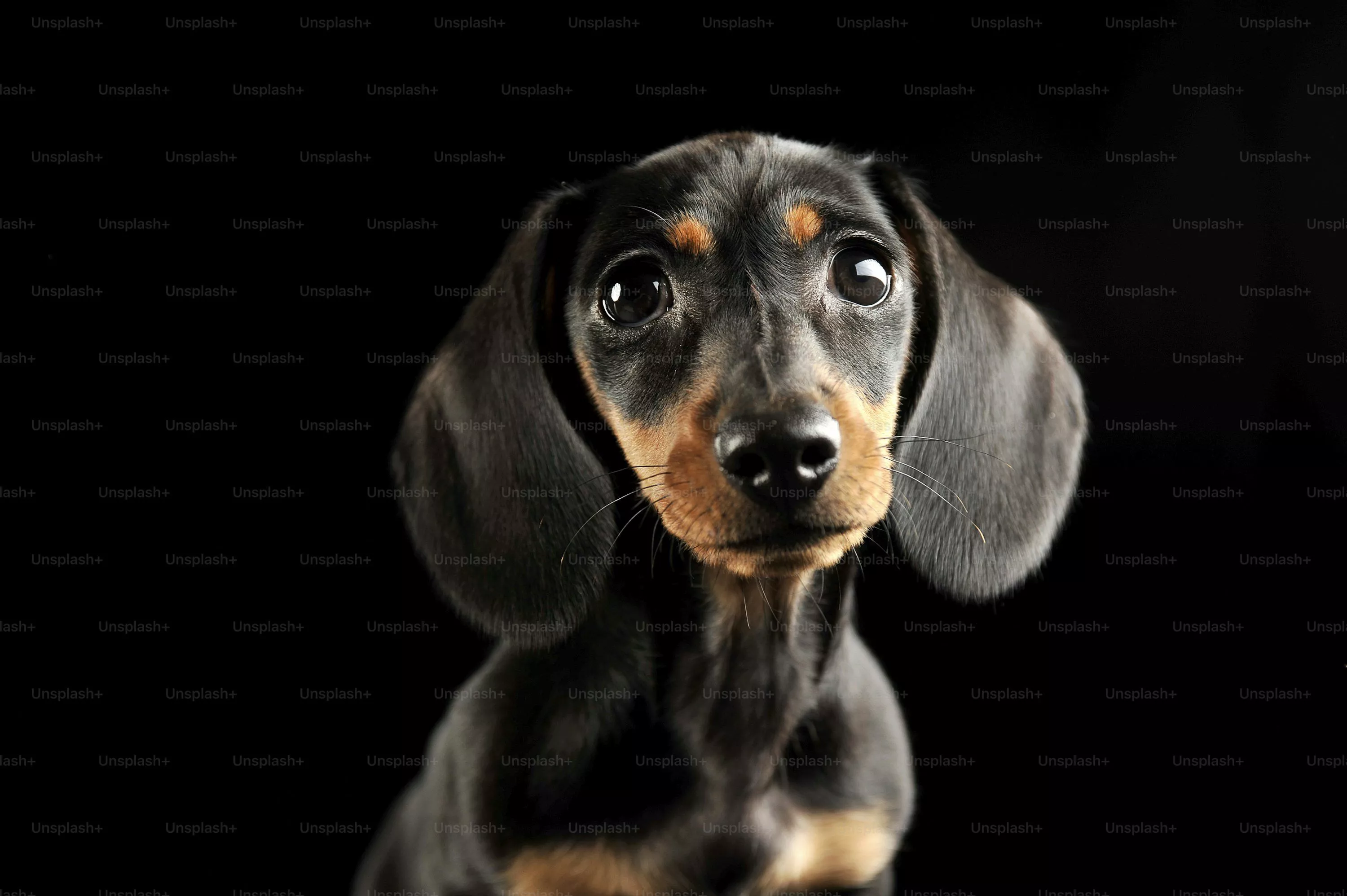 Dachshund Wallpapers - Wallpaper Cave