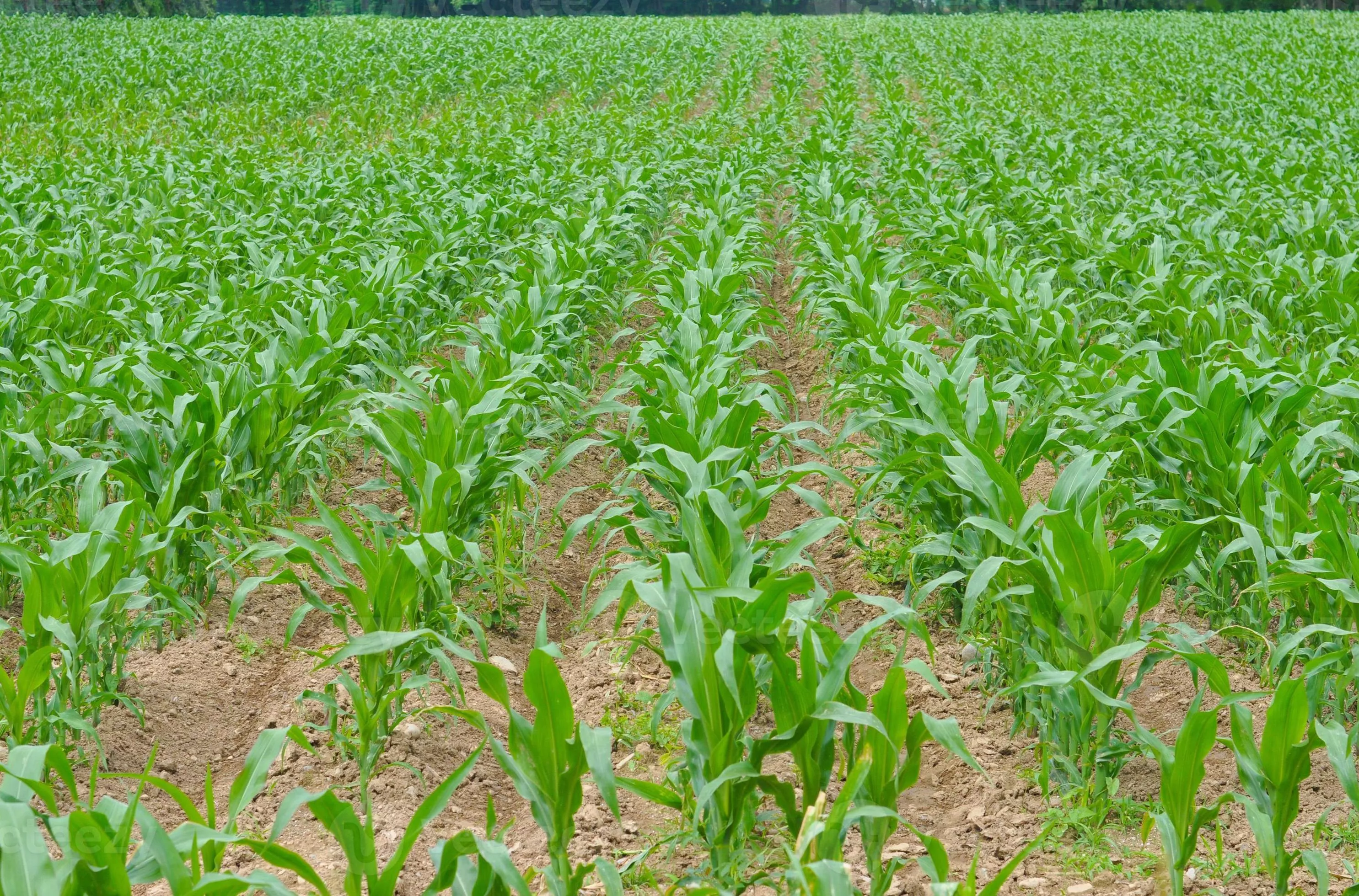 Maize Field Wallpapers - Wallpaper Cave