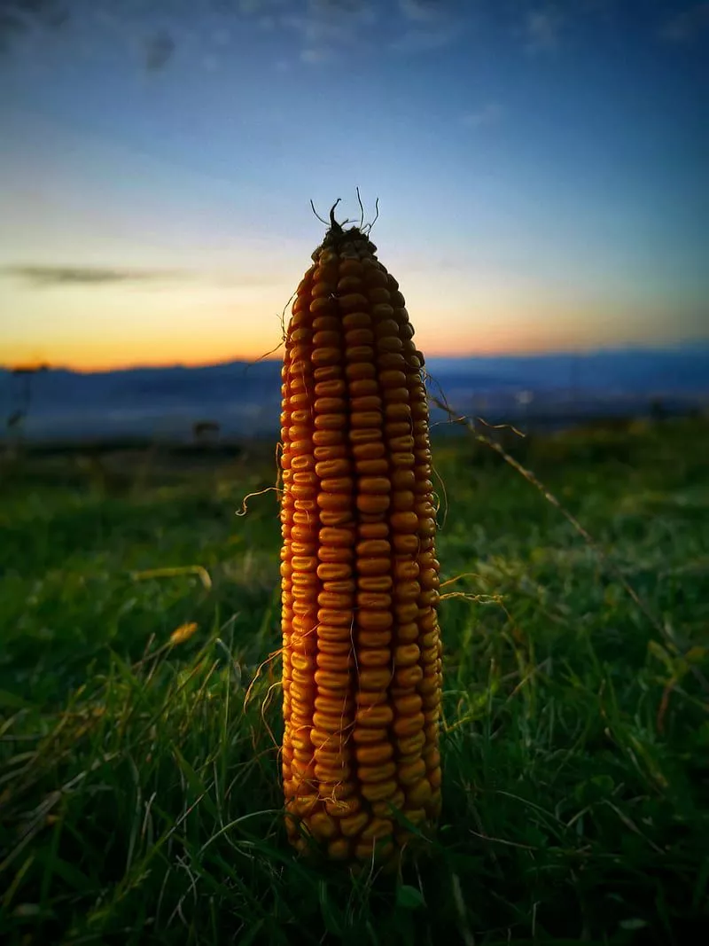 Maize Field Wallpapers - Wallpaper Cave