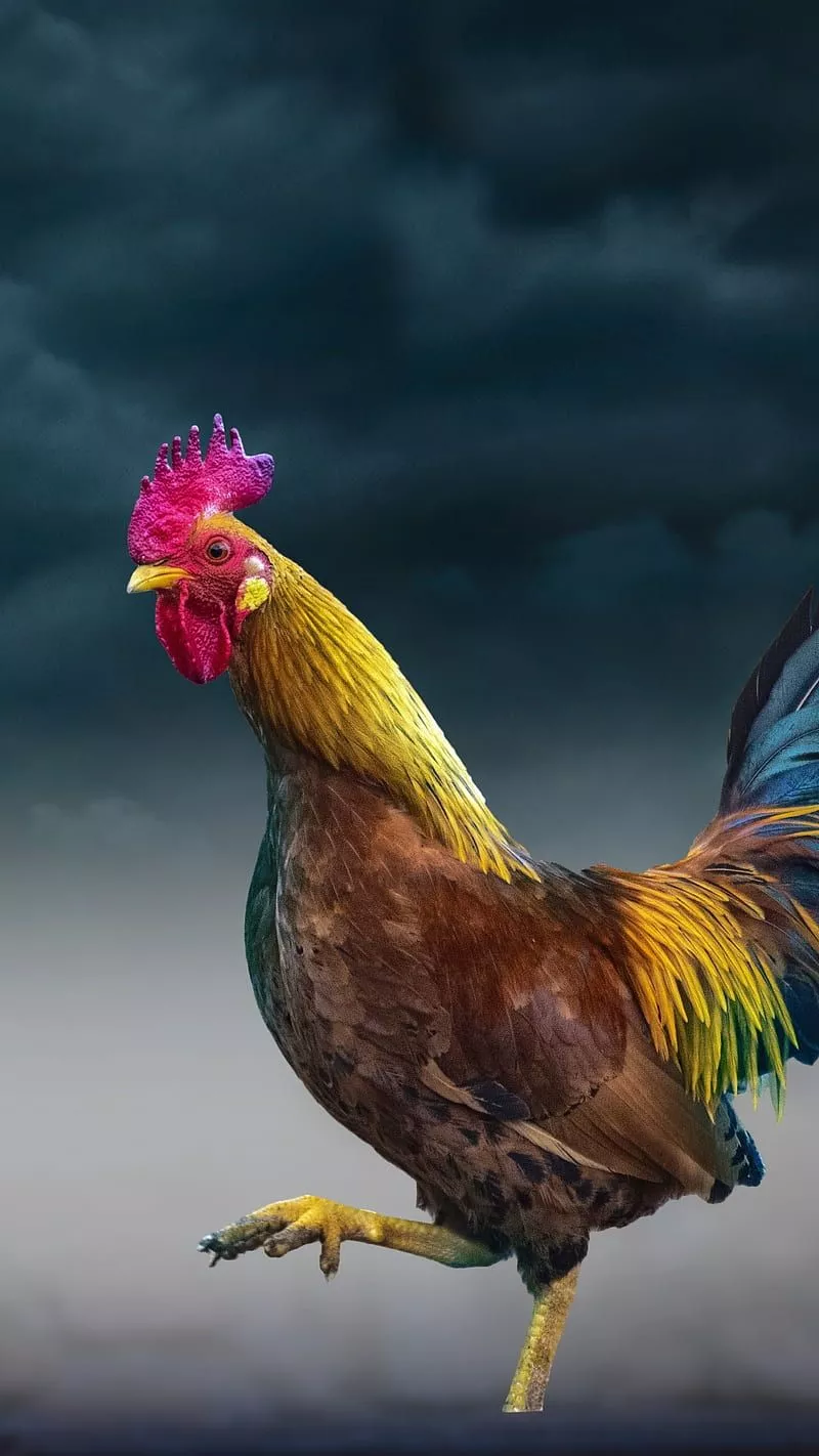 Rooster Fight Wallpapers - Wallpaper Cave