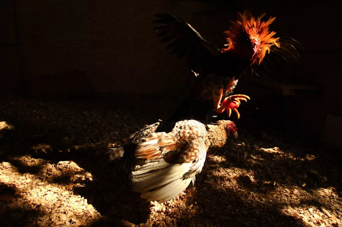 Rooster Fight Wallpapers - Wallpaper Cave