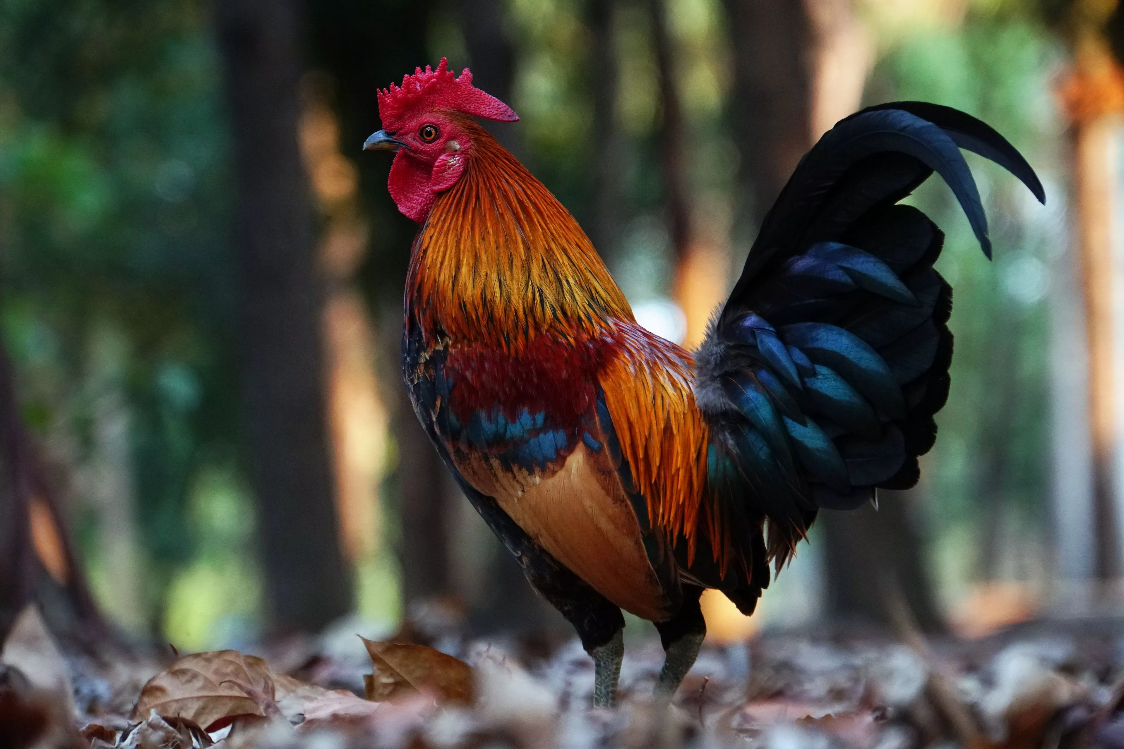 Rooster Wallpapers - Wallpaper Cave