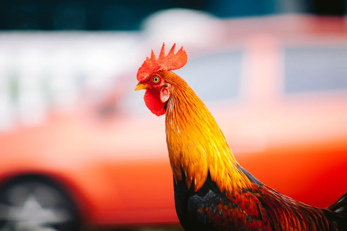 Rooster Wallpapers - Wallpaper Cave