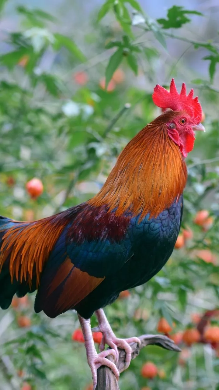 Rooster Wallpapers - Wallpaper Cave