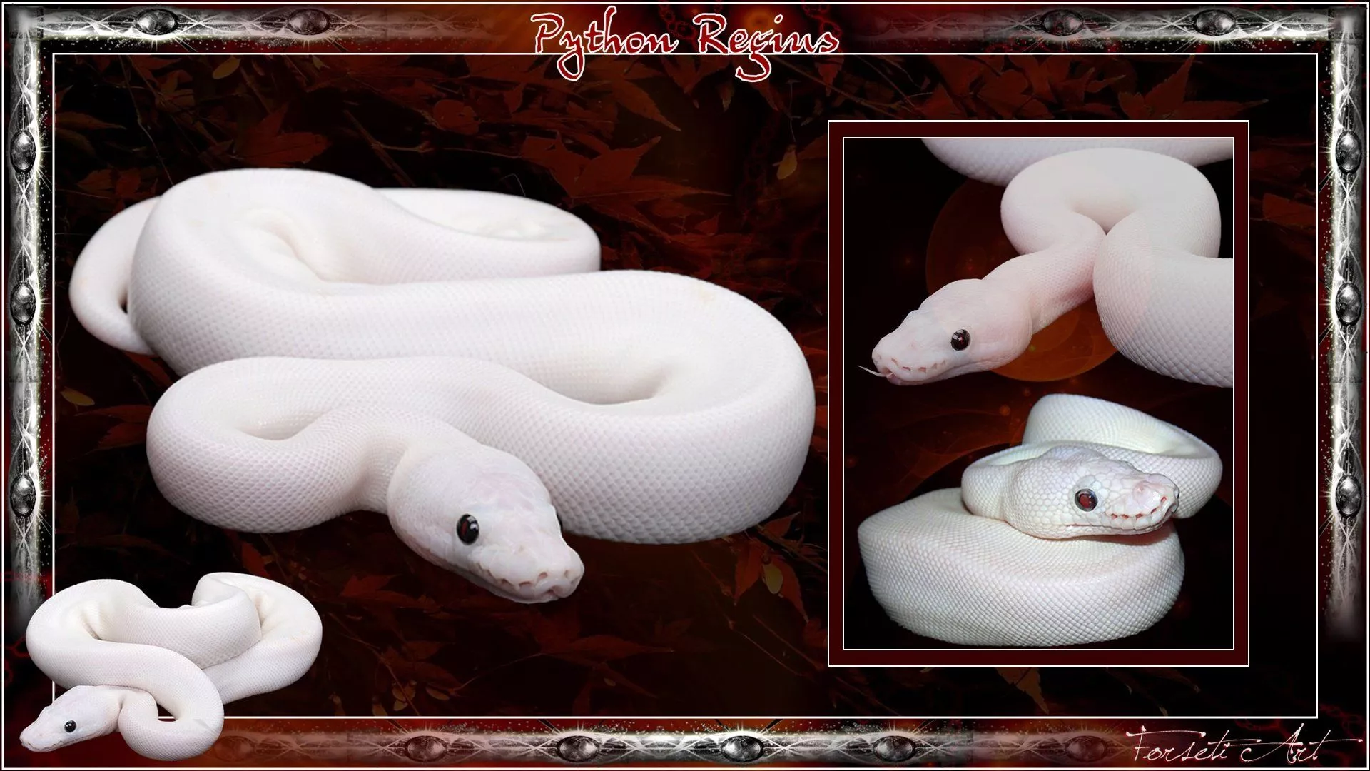 Albino Python Wallpapers - Wallpaper Cave