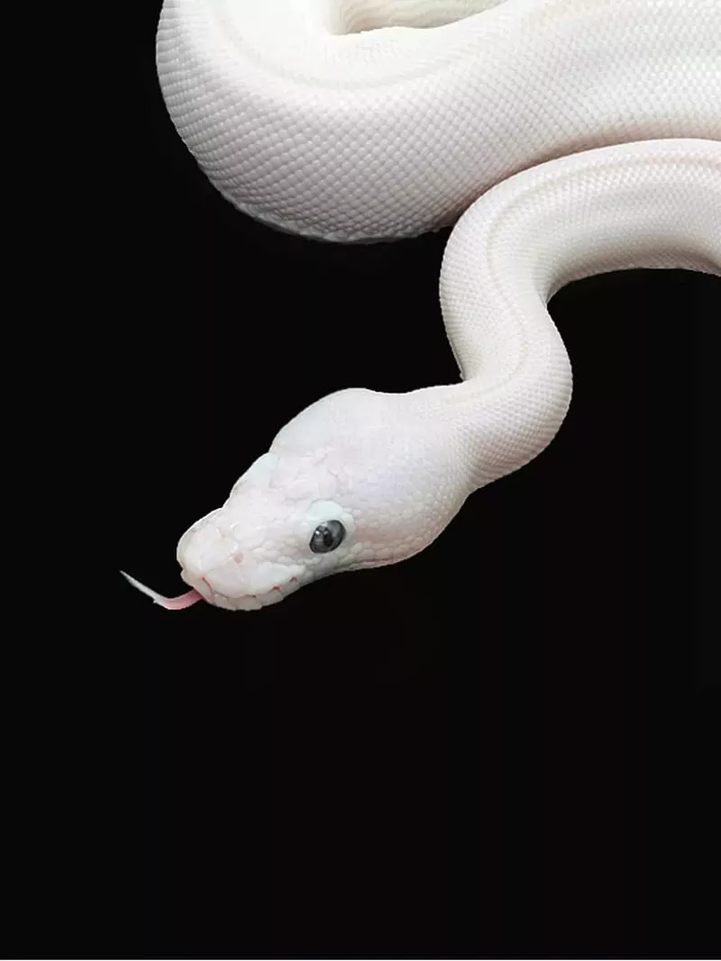 Albino Python Wallpapers - Wallpaper Cave