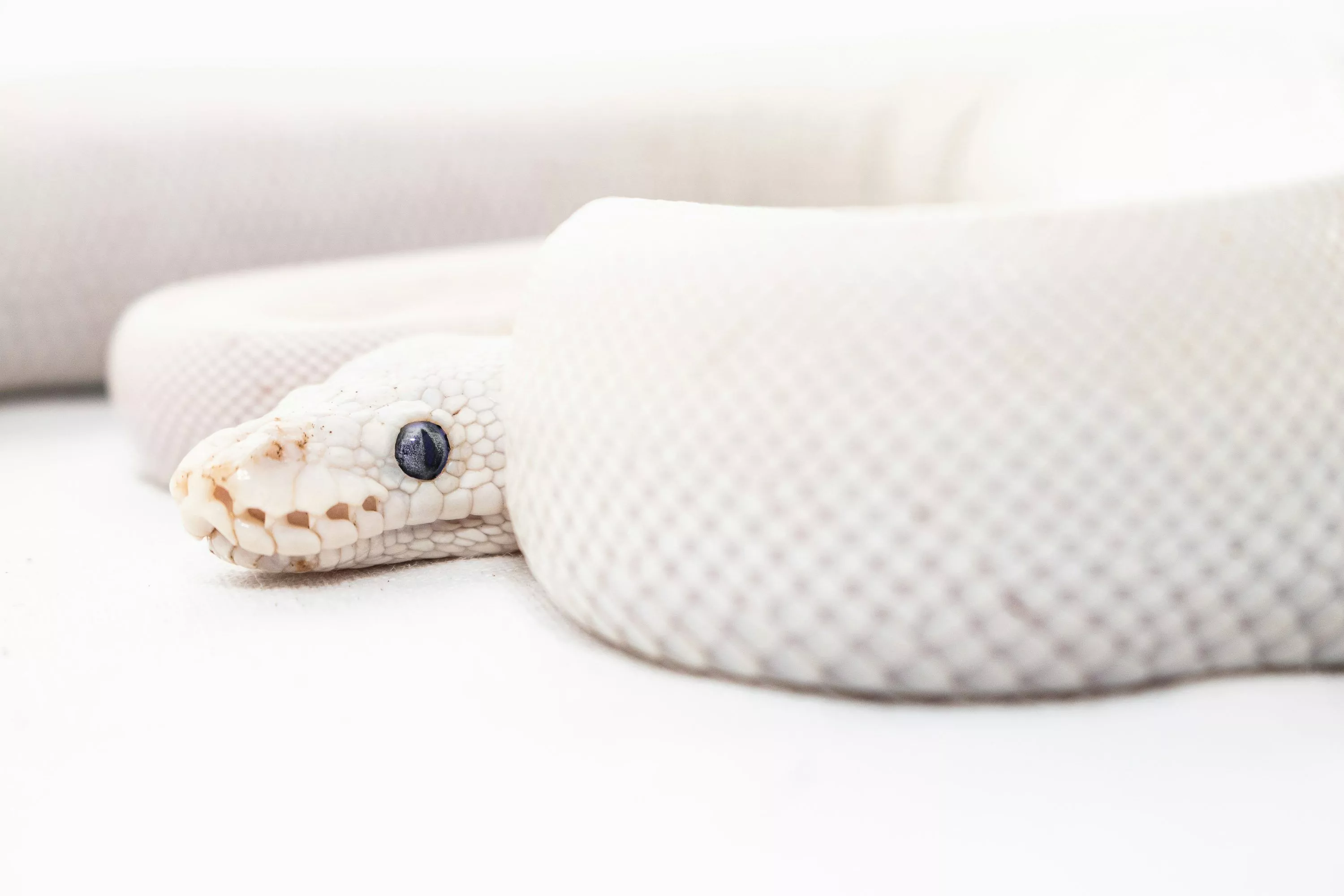 Albino Python Wallpapers - Wallpaper Cave