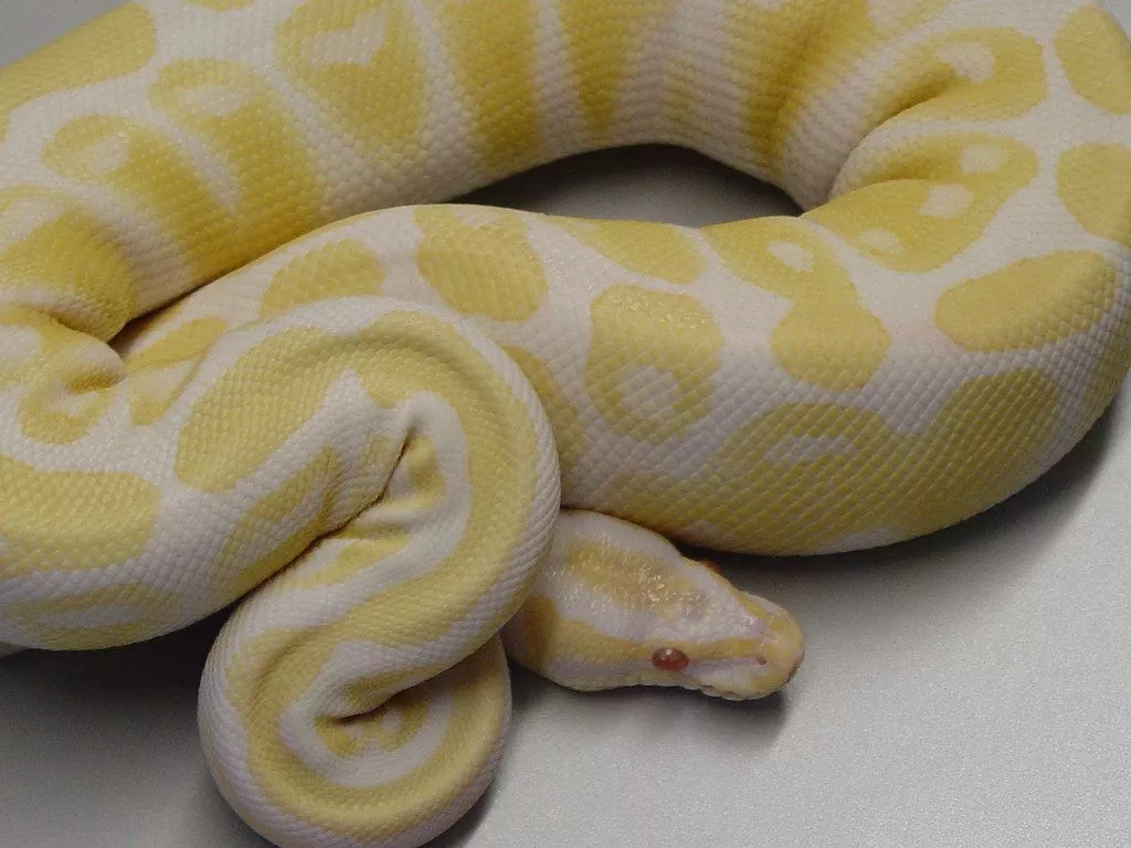 Albino Python Wallpapers - Wallpaper Cave