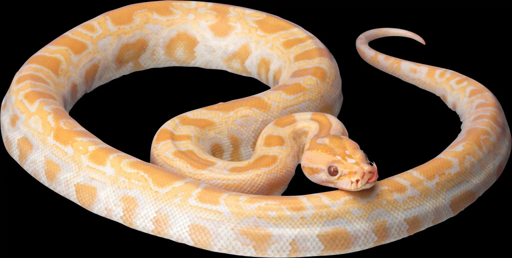 Albino Python Wallpapers - Wallpaper Cave