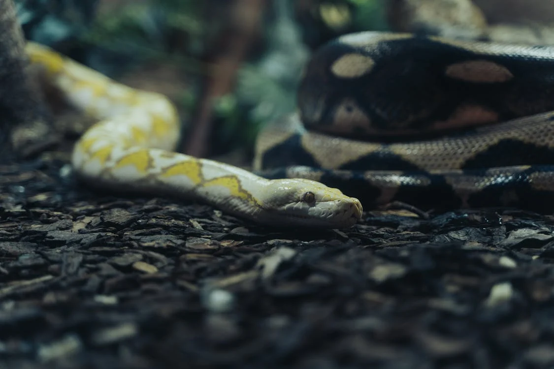 Albino Python Wallpapers - Wallpaper Cave