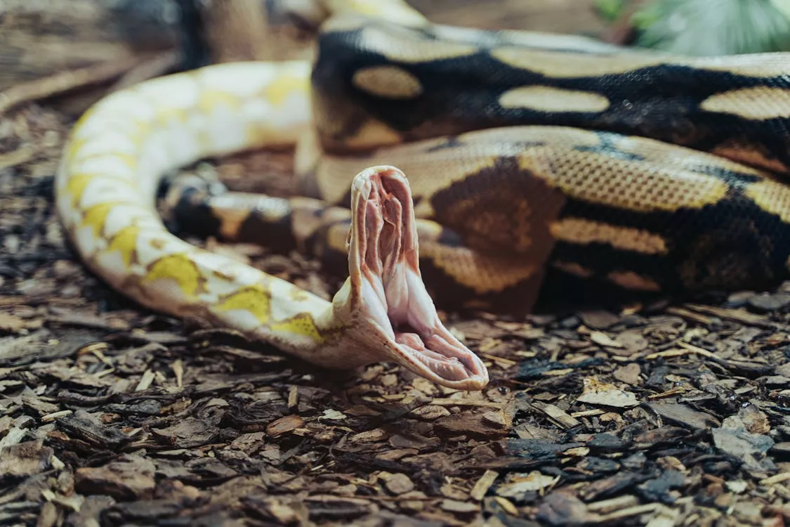 Albino Python Wallpapers - Wallpaper Cave