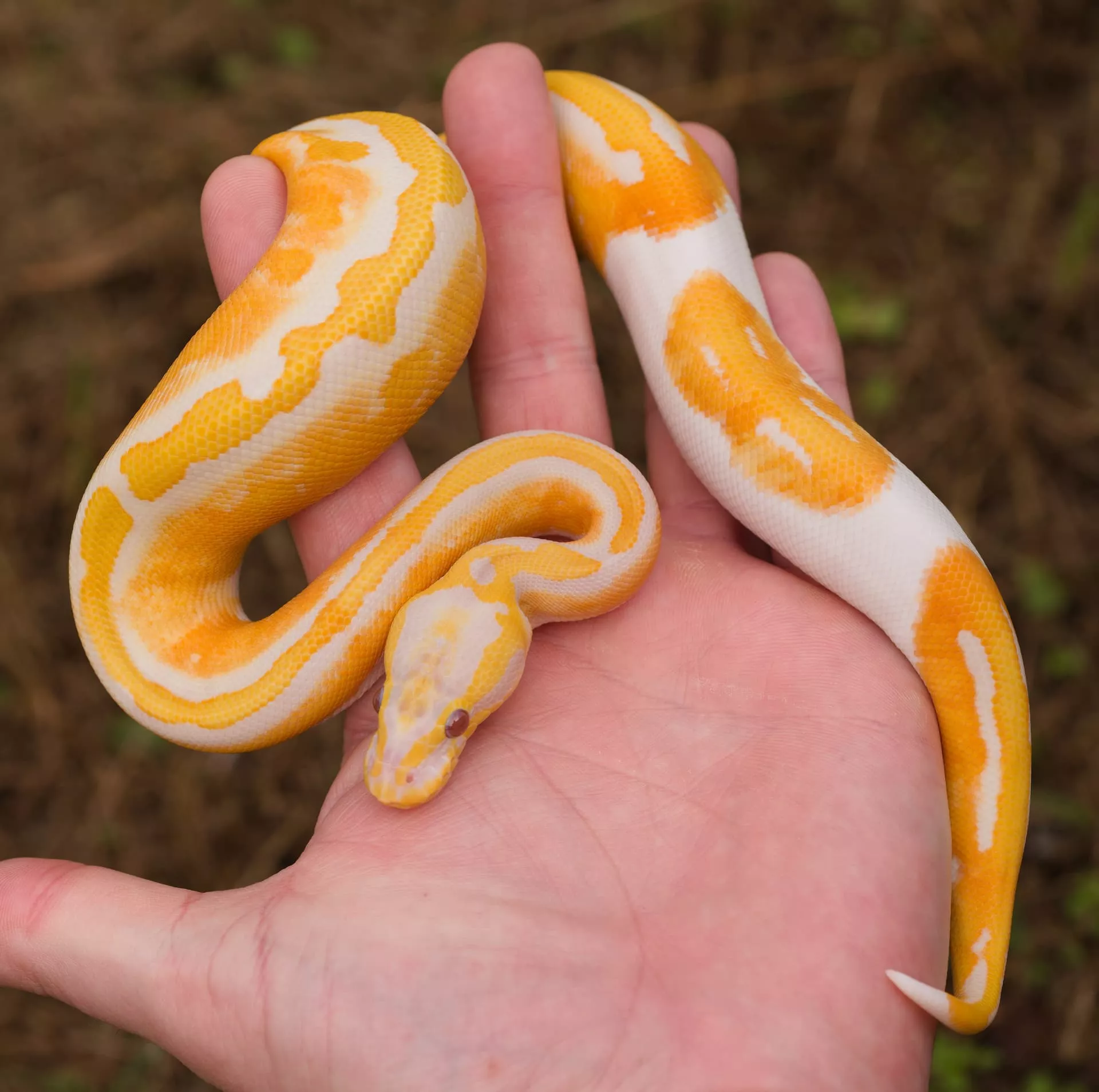 Albino Python Wallpapers - Wallpaper Cave