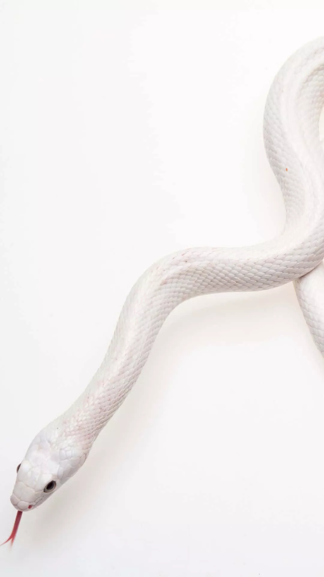 Albino Python Wallpapers - Wallpaper Cave