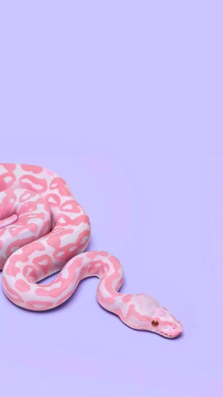 Albino Python Wallpapers - Wallpaper Cave