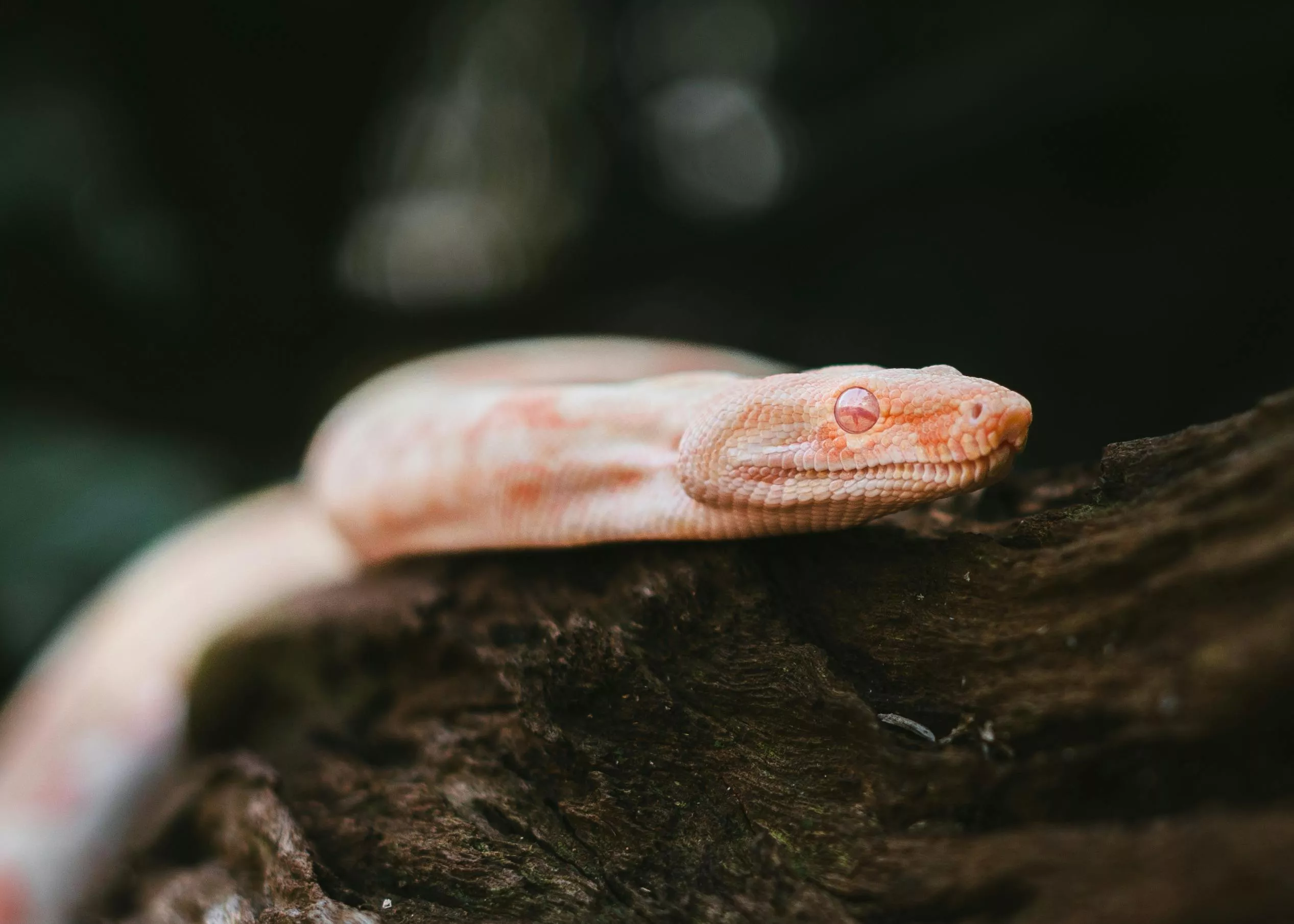 Albino Python Wallpapers - Wallpaper Cave