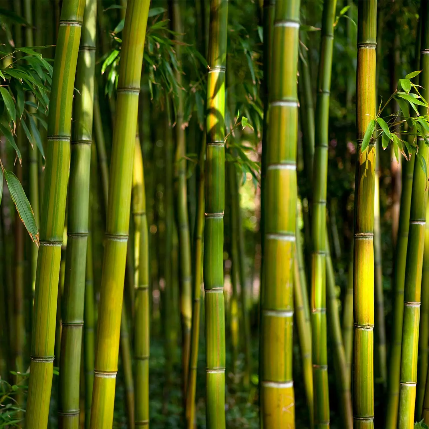 Japanese Bamboo Wallpapers - Wallpaper Cave
