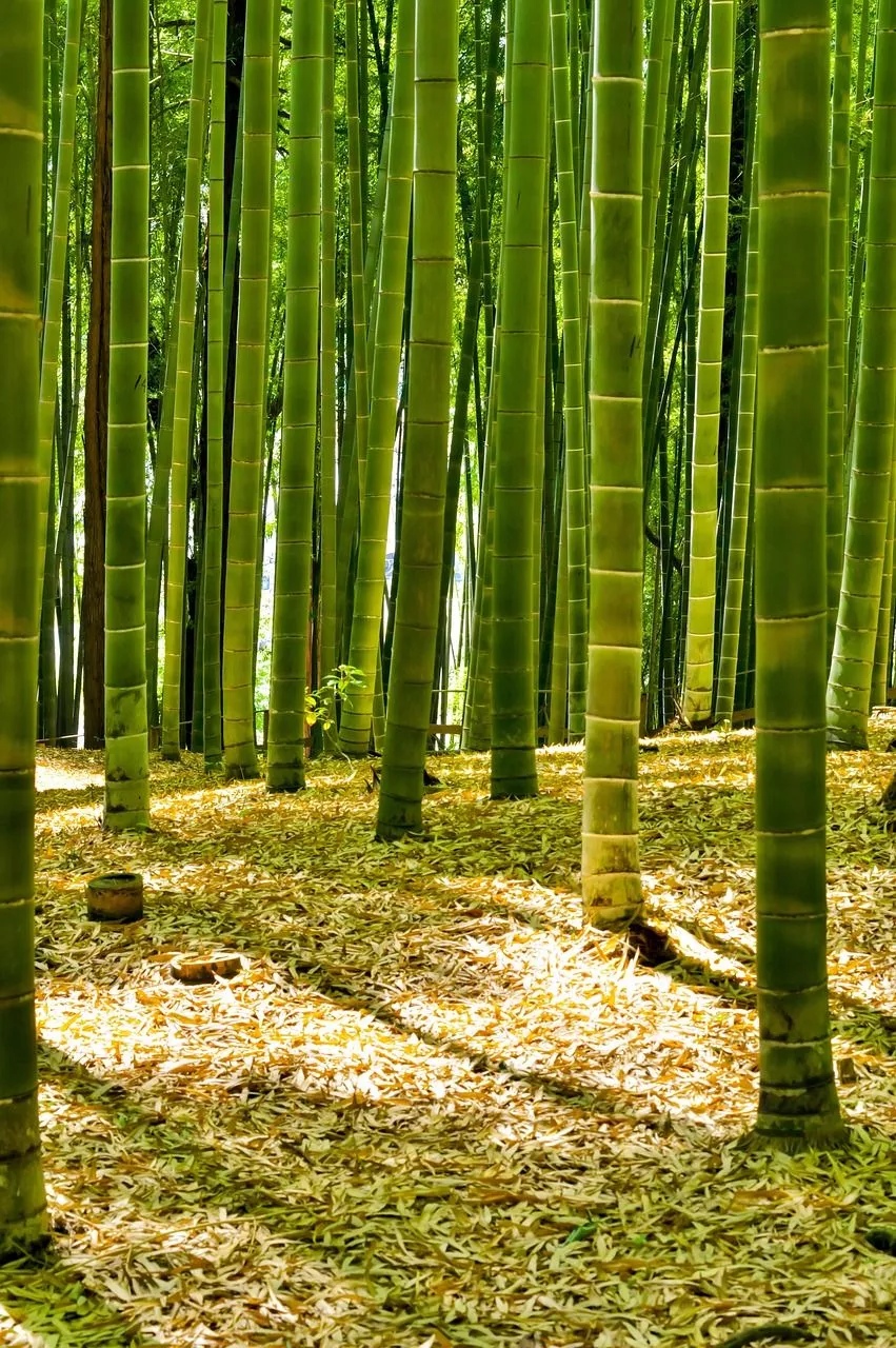 Japanese Bamboo Wallpapers - Wallpaper Cave
