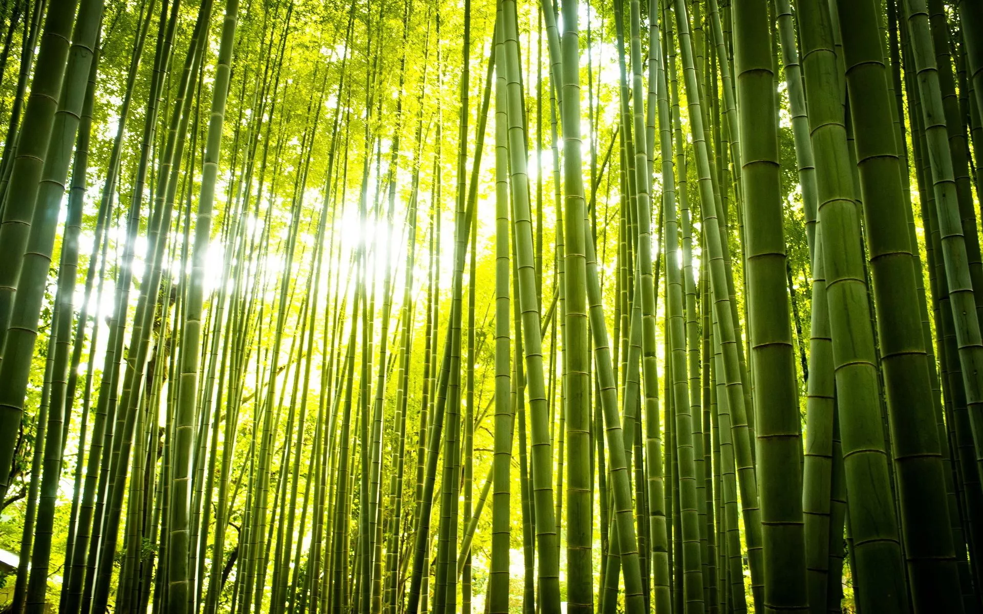 Japanese Bamboo Wallpapers - Wallpaper Cave