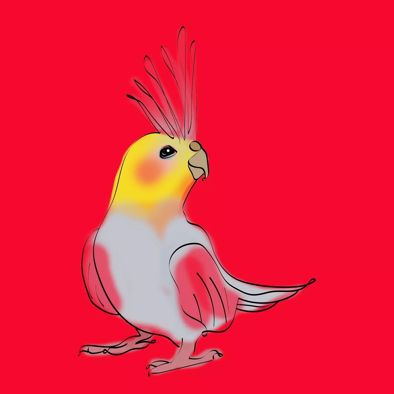 Cartoon Parakeets Wallpapers - Wallpaper Cave