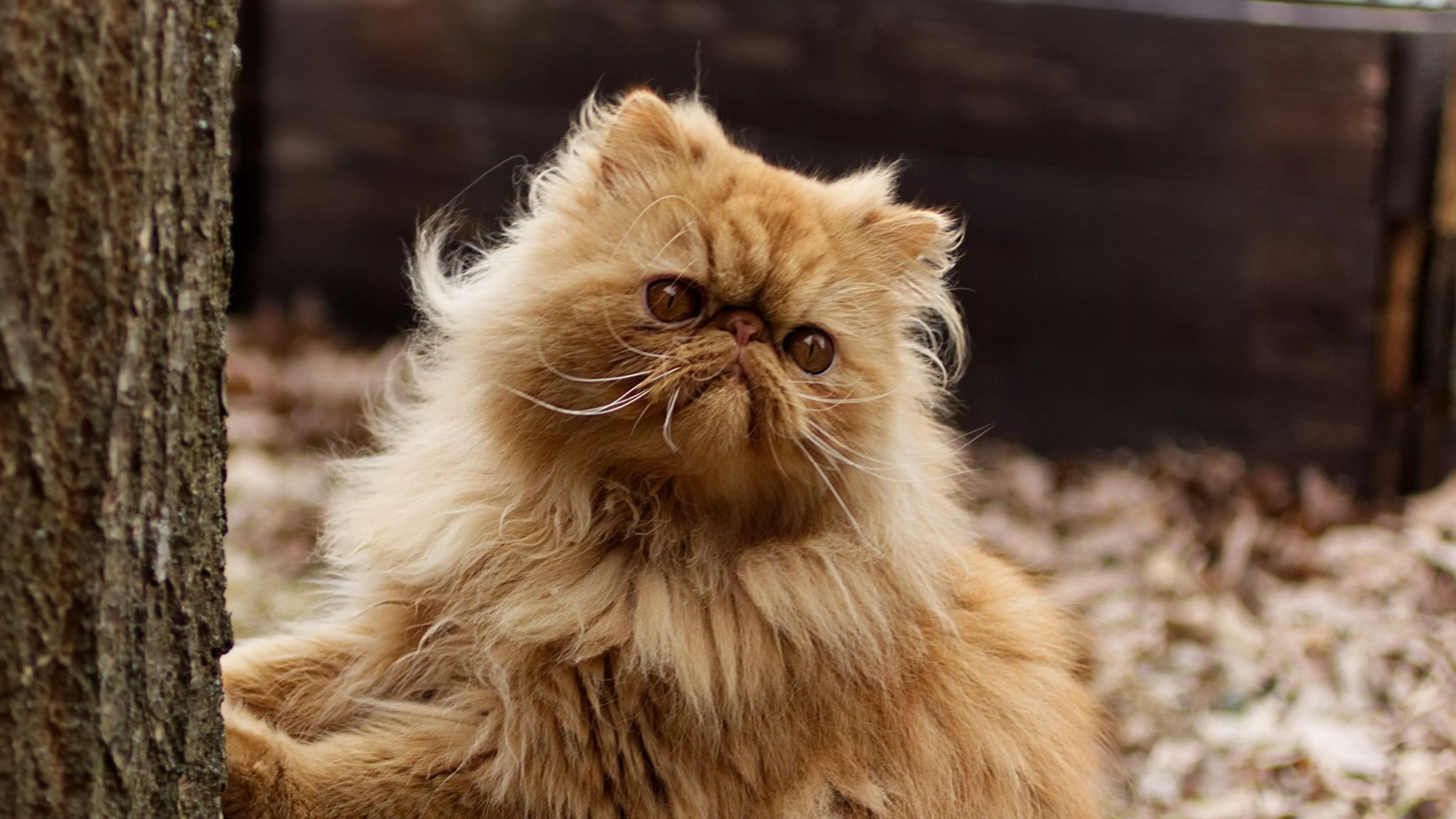 Desktop Cat 4k Wallpapers - Wallpaper Cave