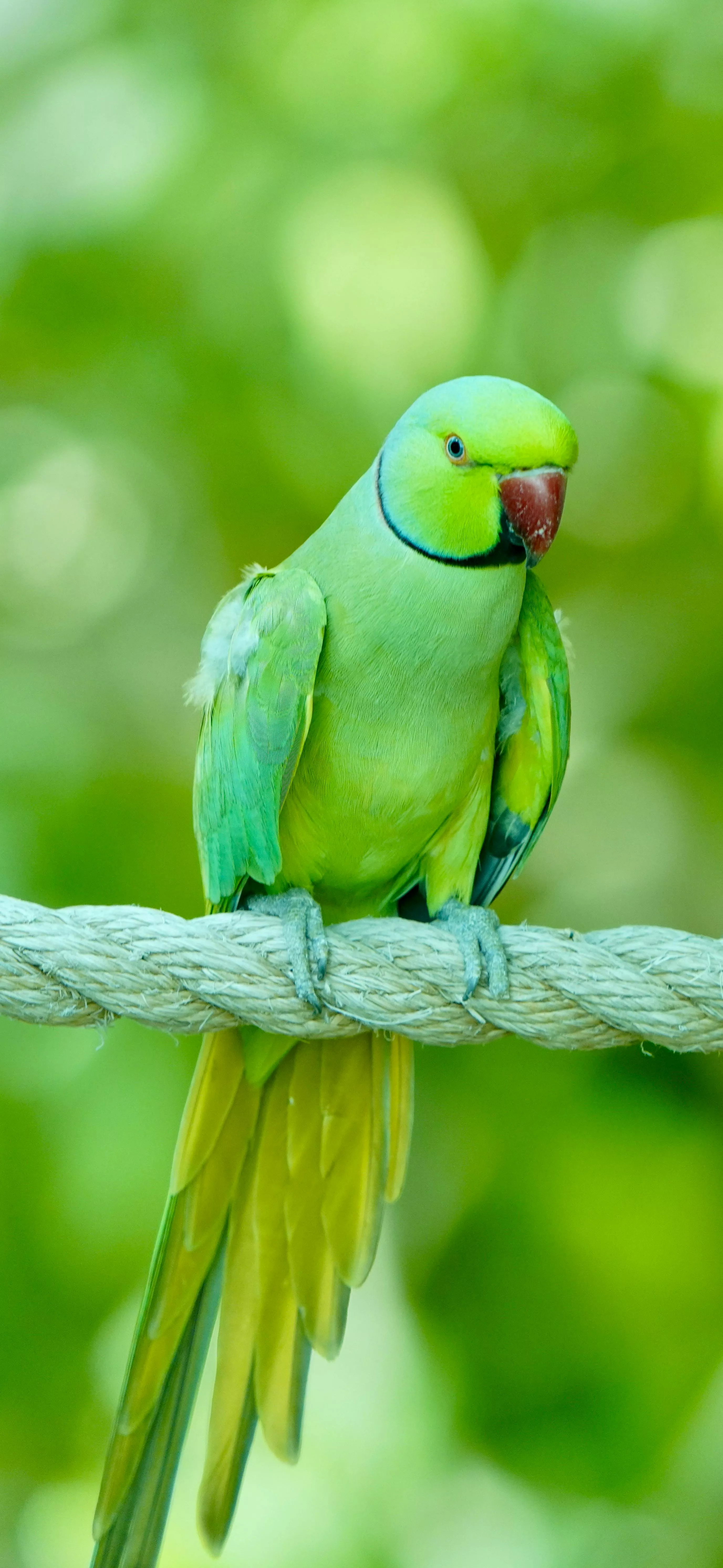 Parakeet Wallpapers - Wallpaper Cave
