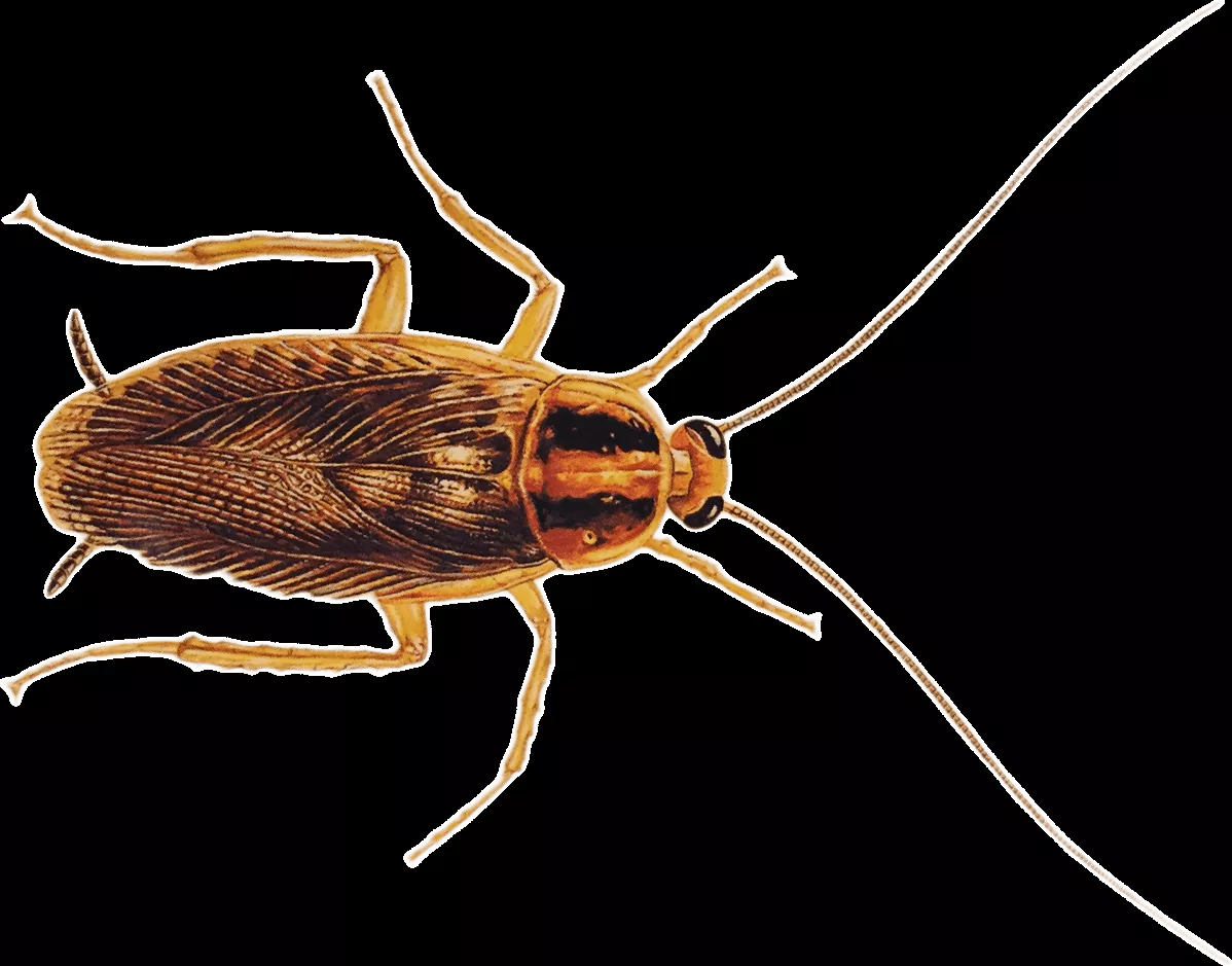 Realistic Cockroach Wallpapers - Wallpaper Cave