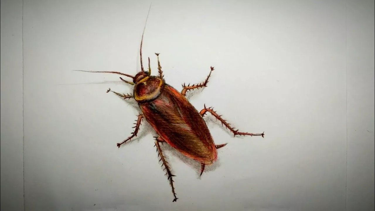 Realistic Cockroach Wallpapers - Wallpaper Cave