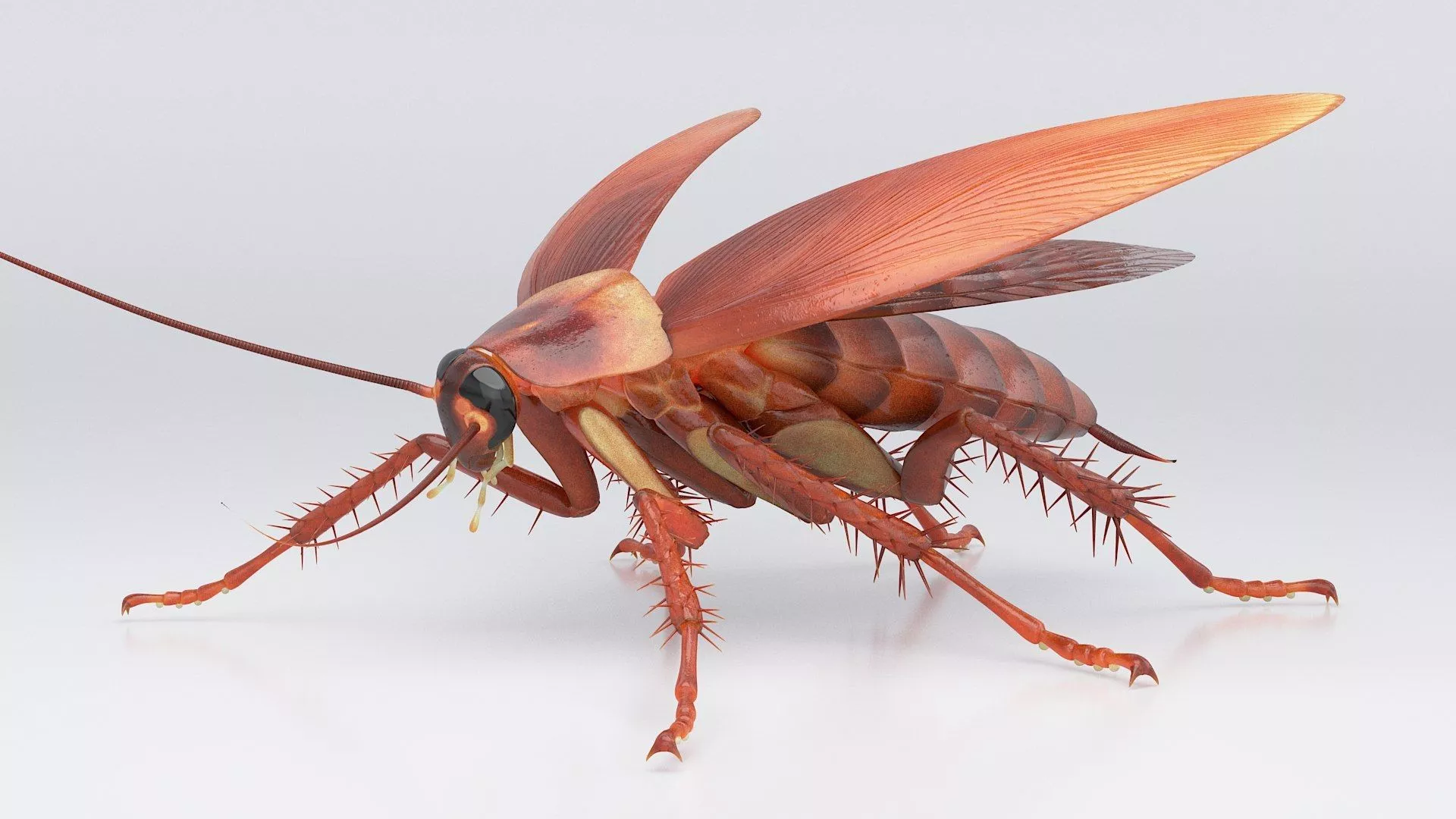 Realistic Cockroach Wallpapers - Wallpaper Cave
