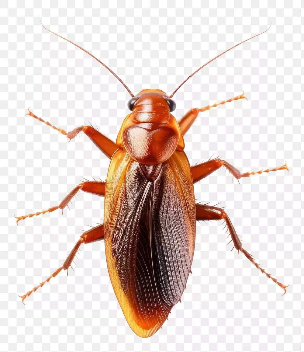 Realistic Cockroach Wallpapers - Wallpaper Cave