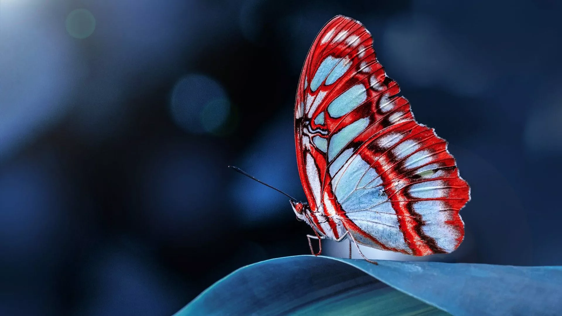 Black And Red Butterfly Wallpapers - Wallpaper Cave
