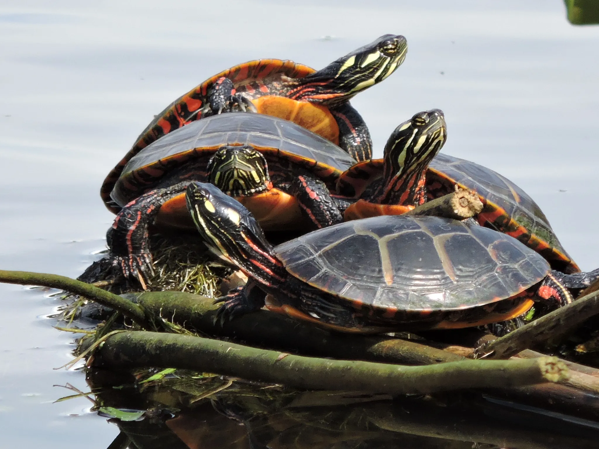 Painted Turtle Wallpapers - Wallpaper Cave