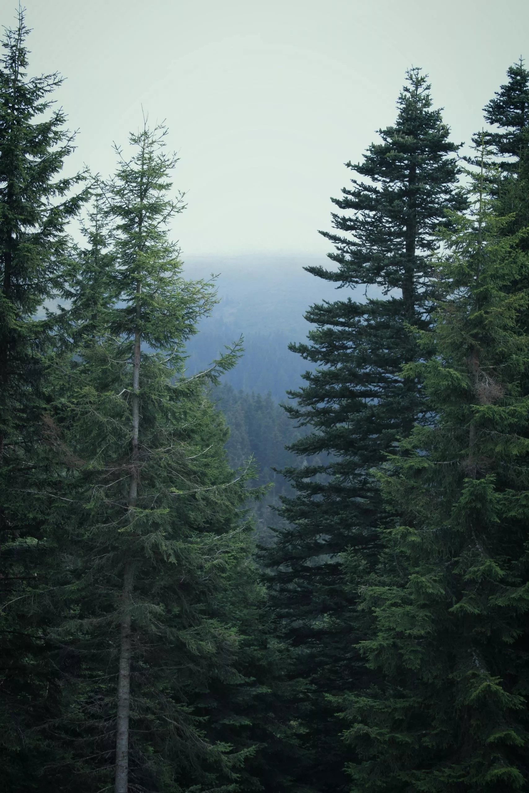 Foliage Evergreen Wallpapers - Wallpaper Cave