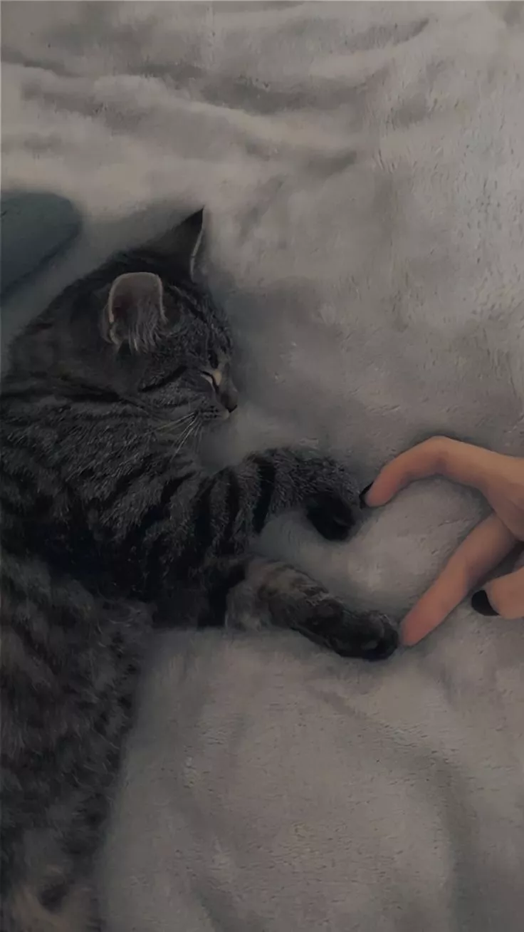 Grey PFP Wallpapers - Wallpaper Cave