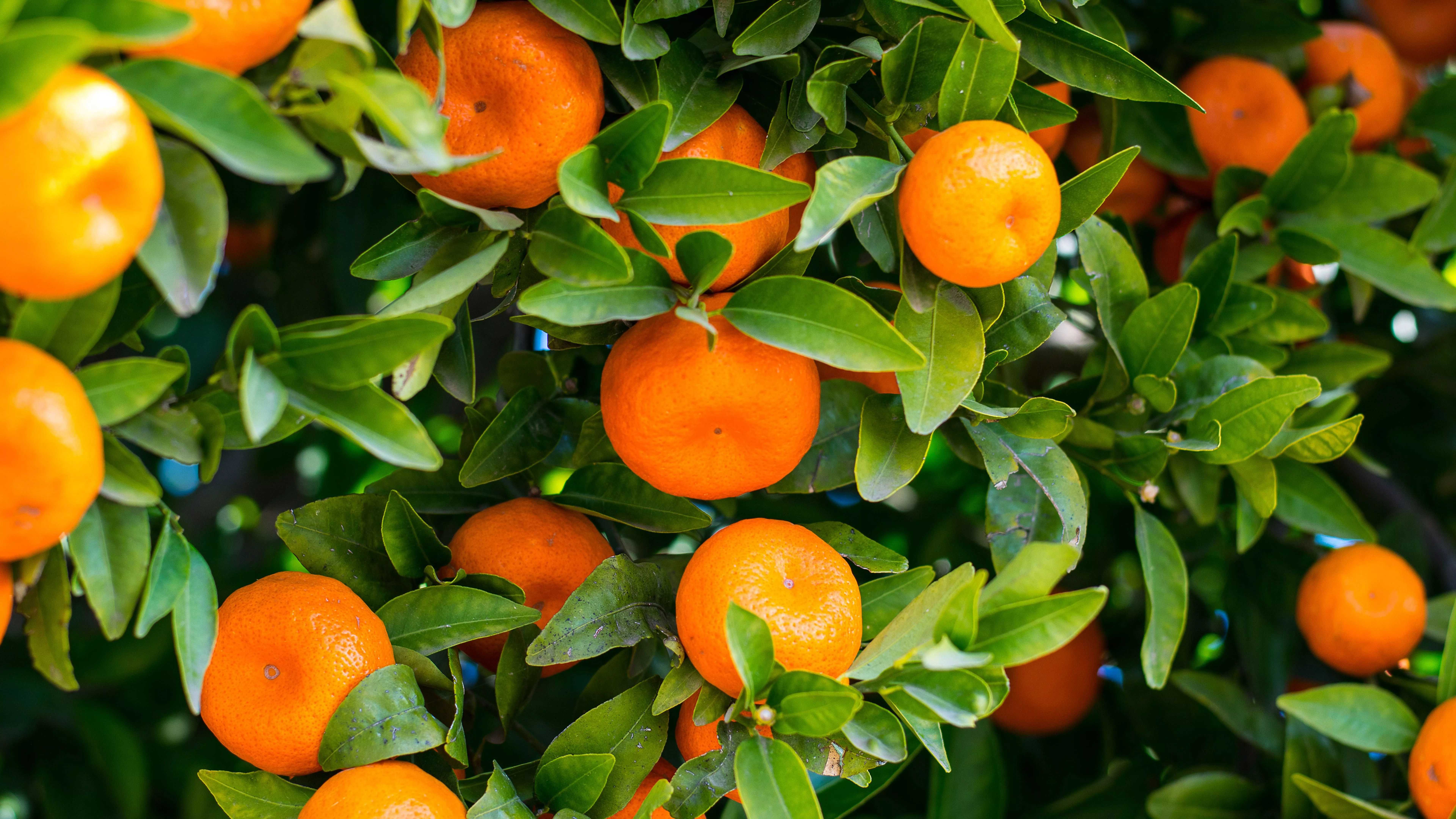 Citrus Fruit Wallpapers - Wallpaper Cave