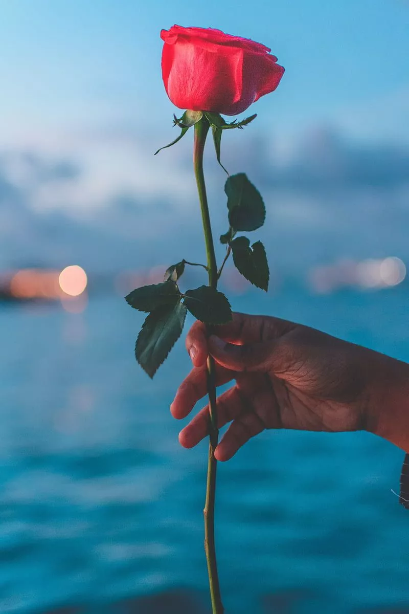 Rose And Hands Wallpapers - Wallpaper Cave