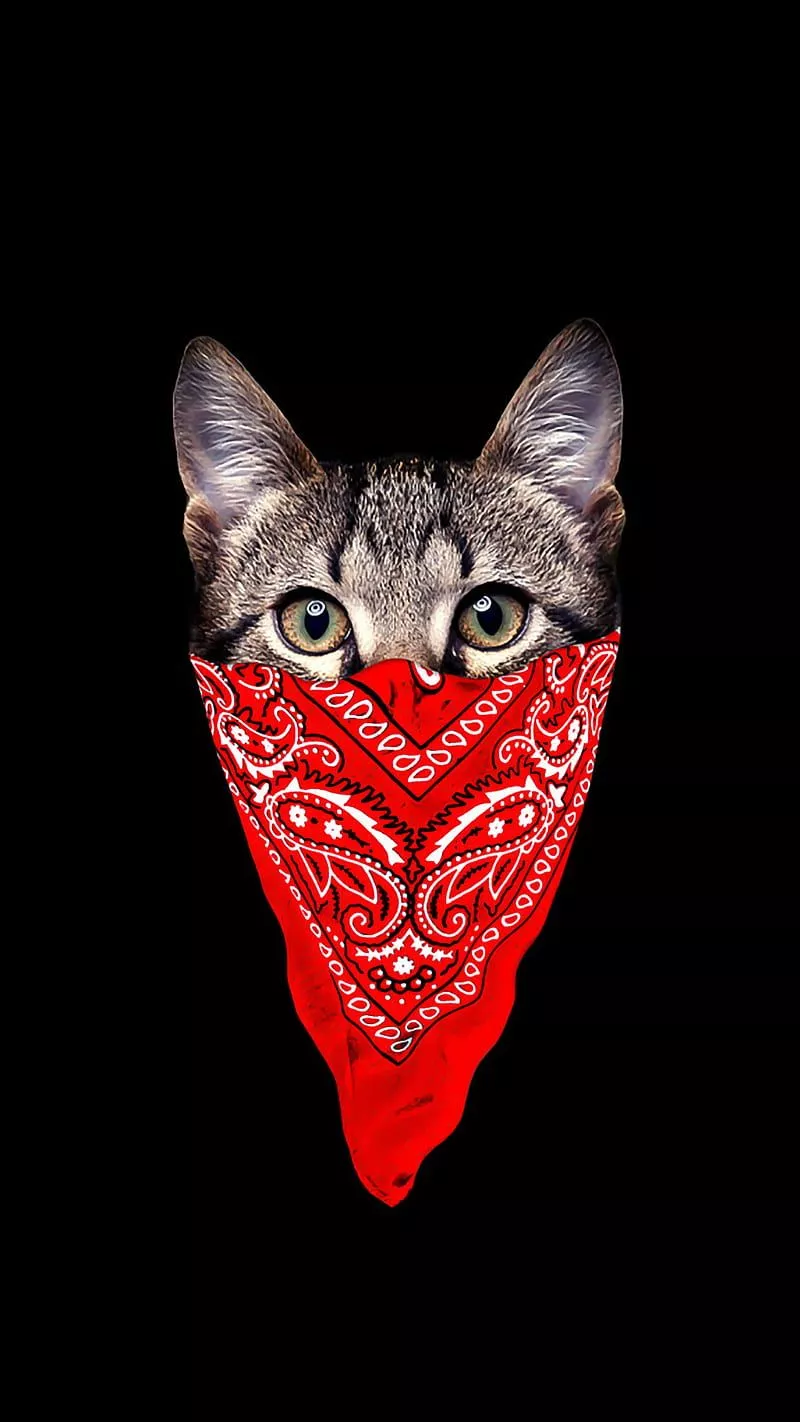 Gang Cat Wallpapers - Wallpaper Cave