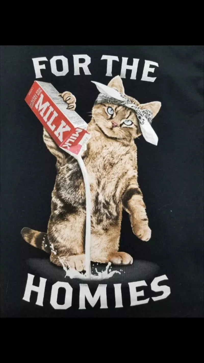 Gang Cat Wallpapers - Wallpaper Cave