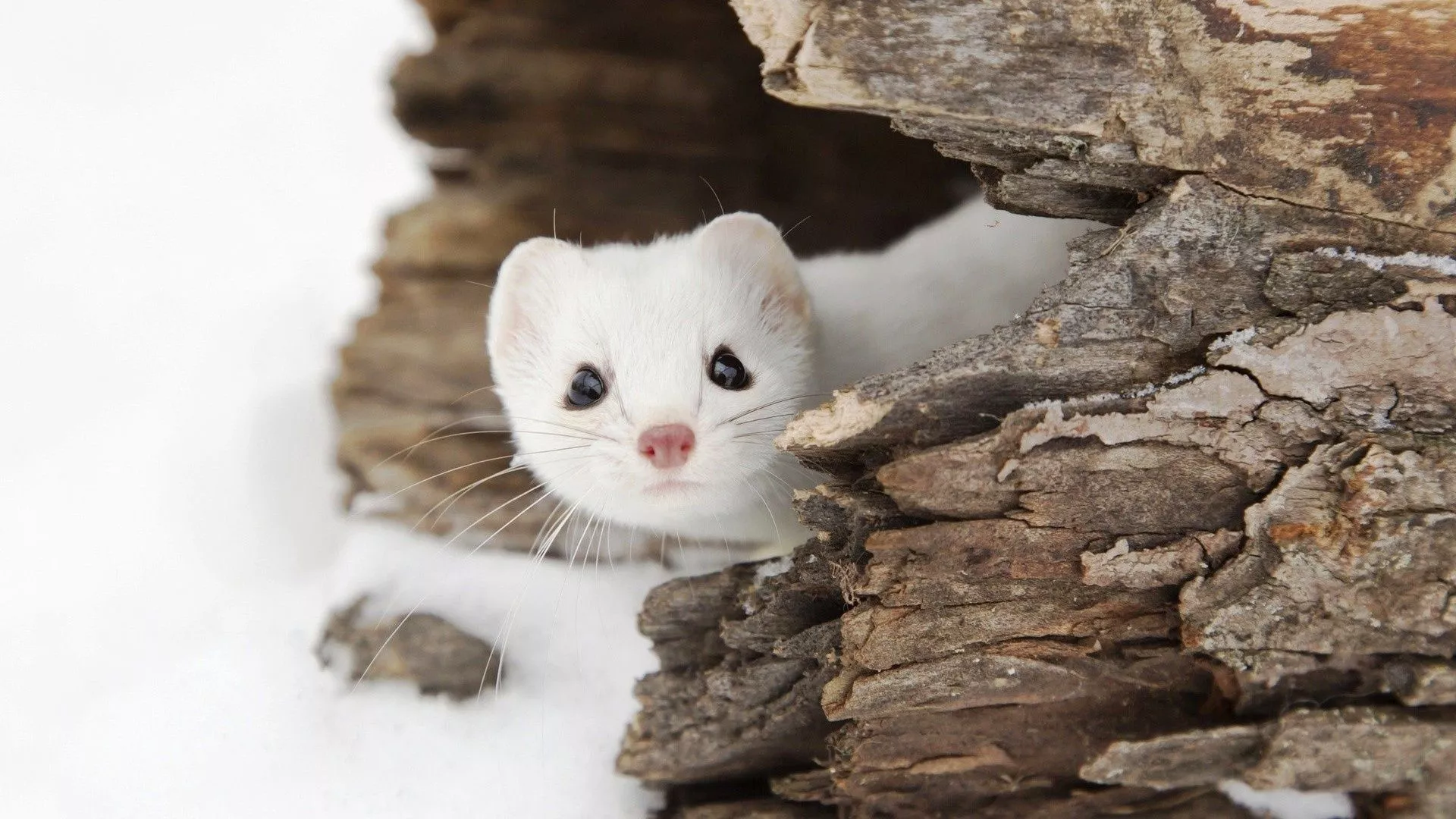 Ermine HD Desktop Wallpapers - Wallpaper Cave