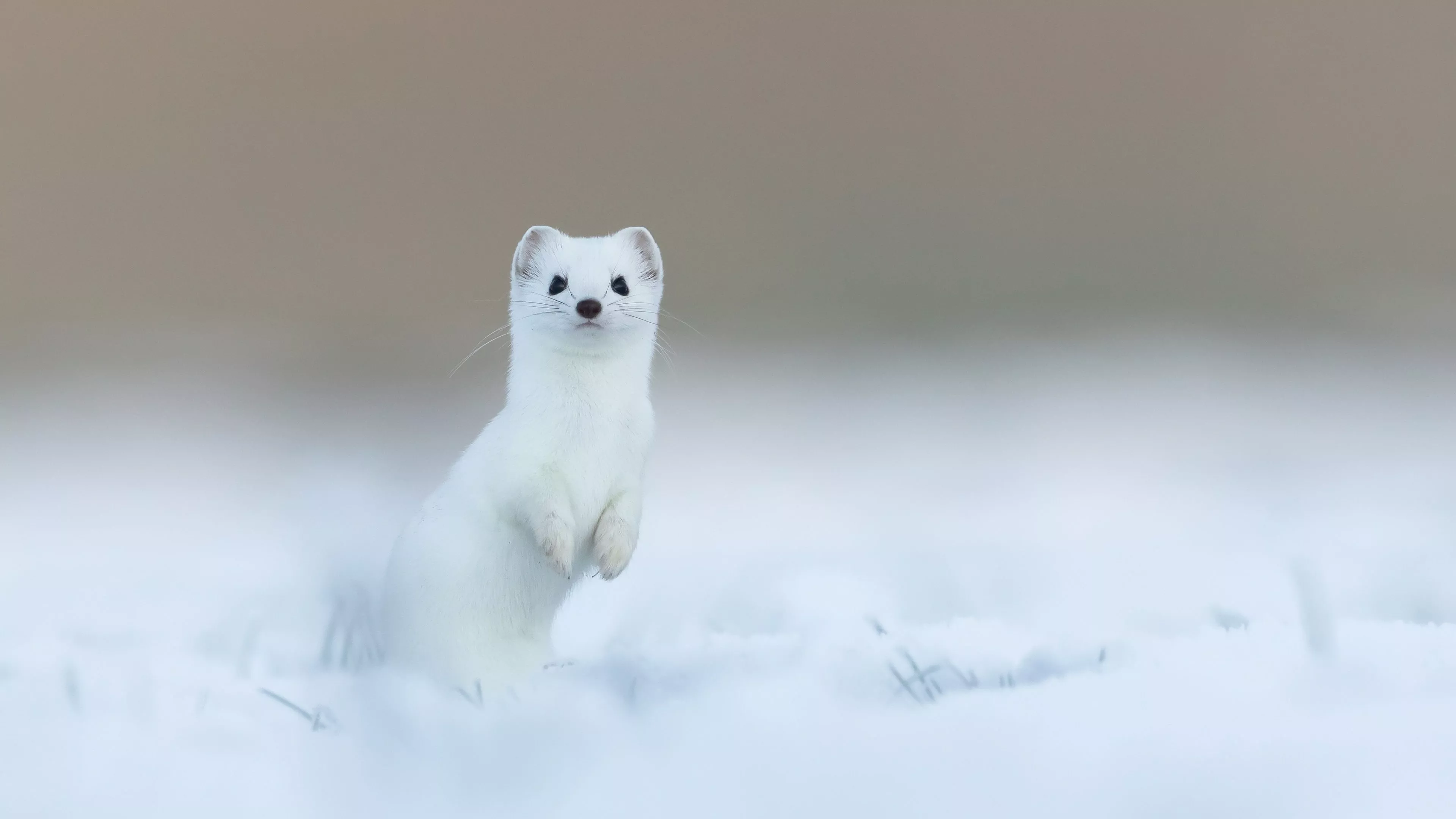 Ermine HD Desktop Wallpapers - Wallpaper Cave