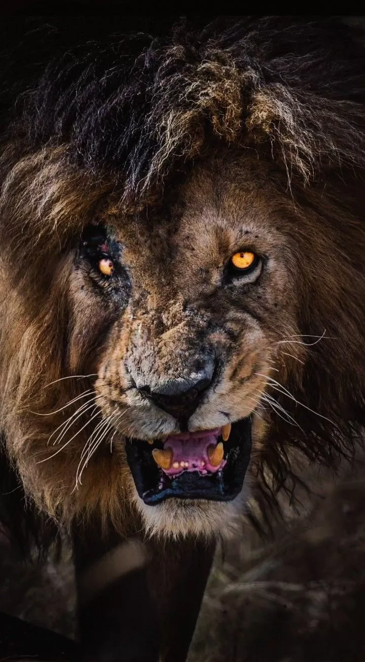 Scarface Lion Wallpapers - Wallpaper Cave