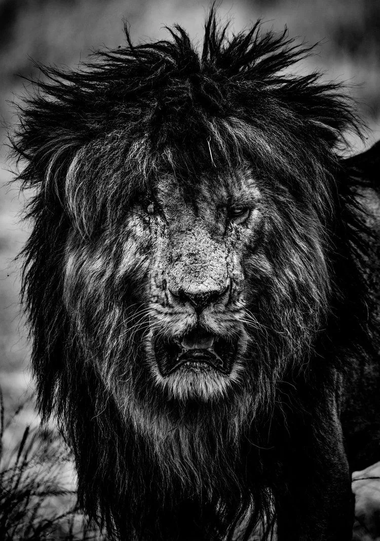 Scarface Lion Wallpapers - Wallpaper Cave