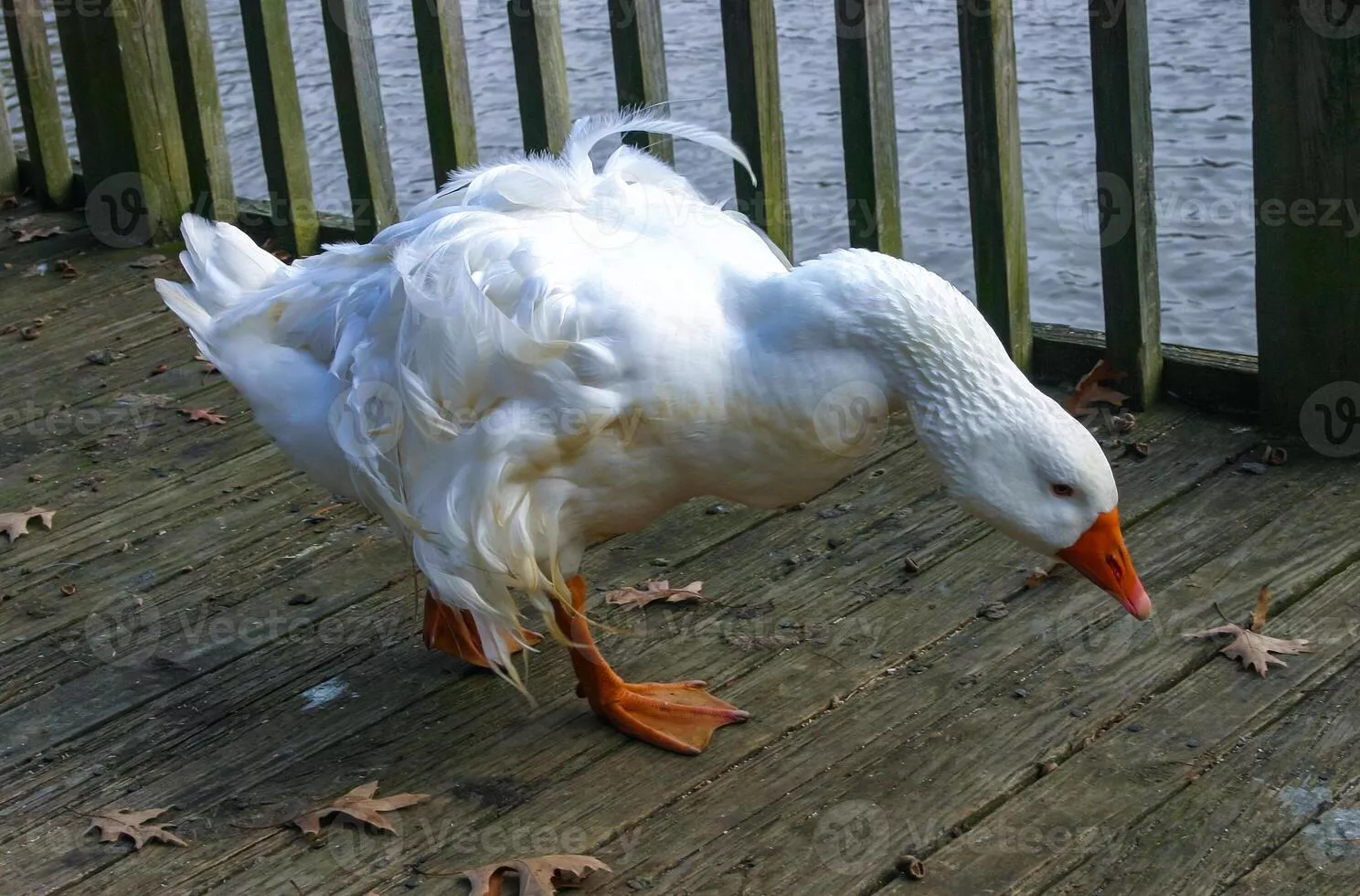 Silly Goose Wallpapers - Wallpaper Cave