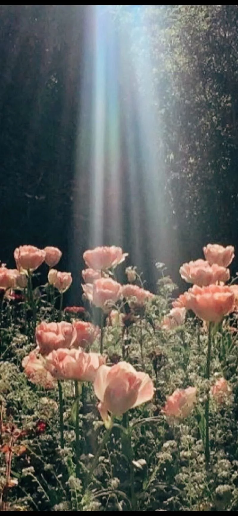 Spring Cottage Aesthetic Wallpapers - Wallpaper Cave