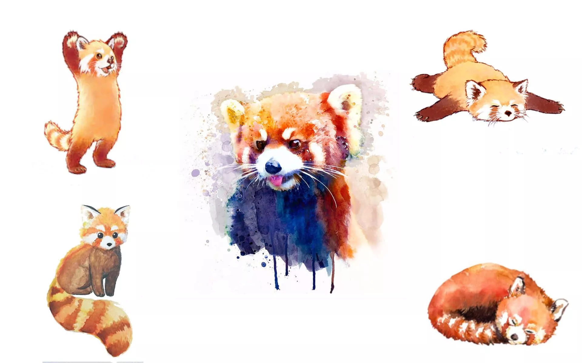Red Panda Cartoon Wallpapers - Wallpaper Cave