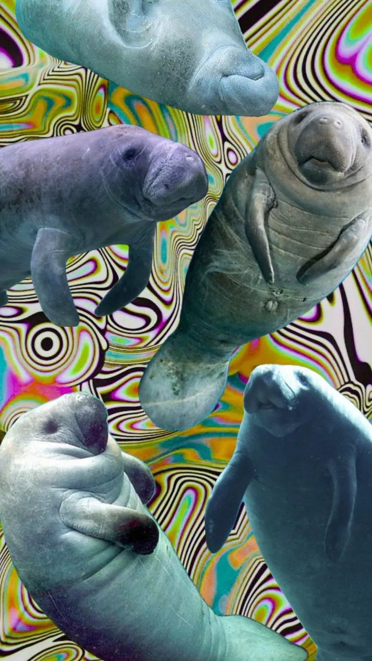 Drawing Manatee Wallpapers - Wallpaper Cave