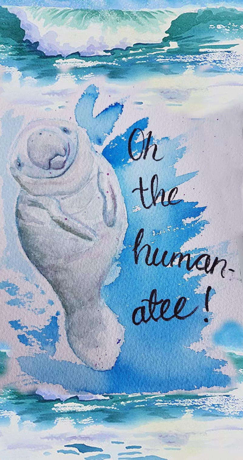 Drawing Manatee Wallpapers - Wallpaper Cave