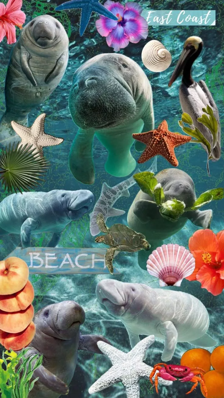 Drawing Manatee Wallpapers - Wallpaper Cave