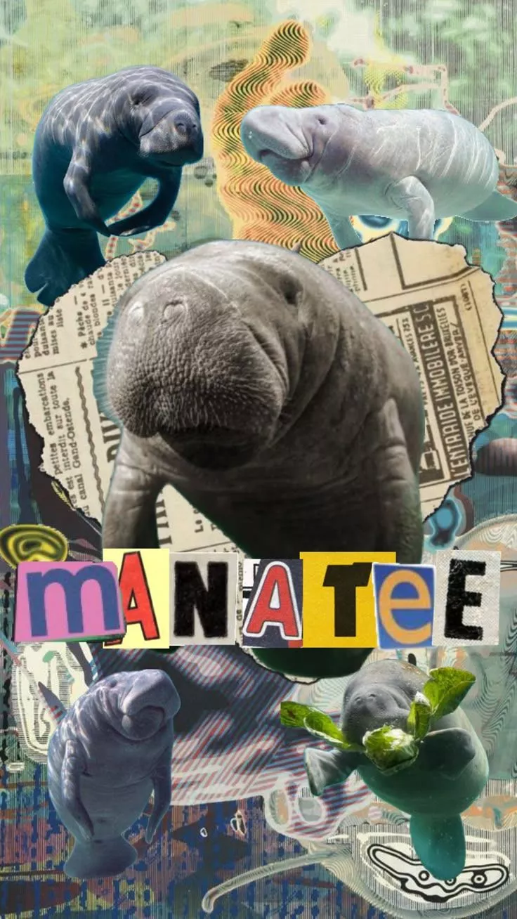 Manatee Wallpapers - Wallpaper Cave