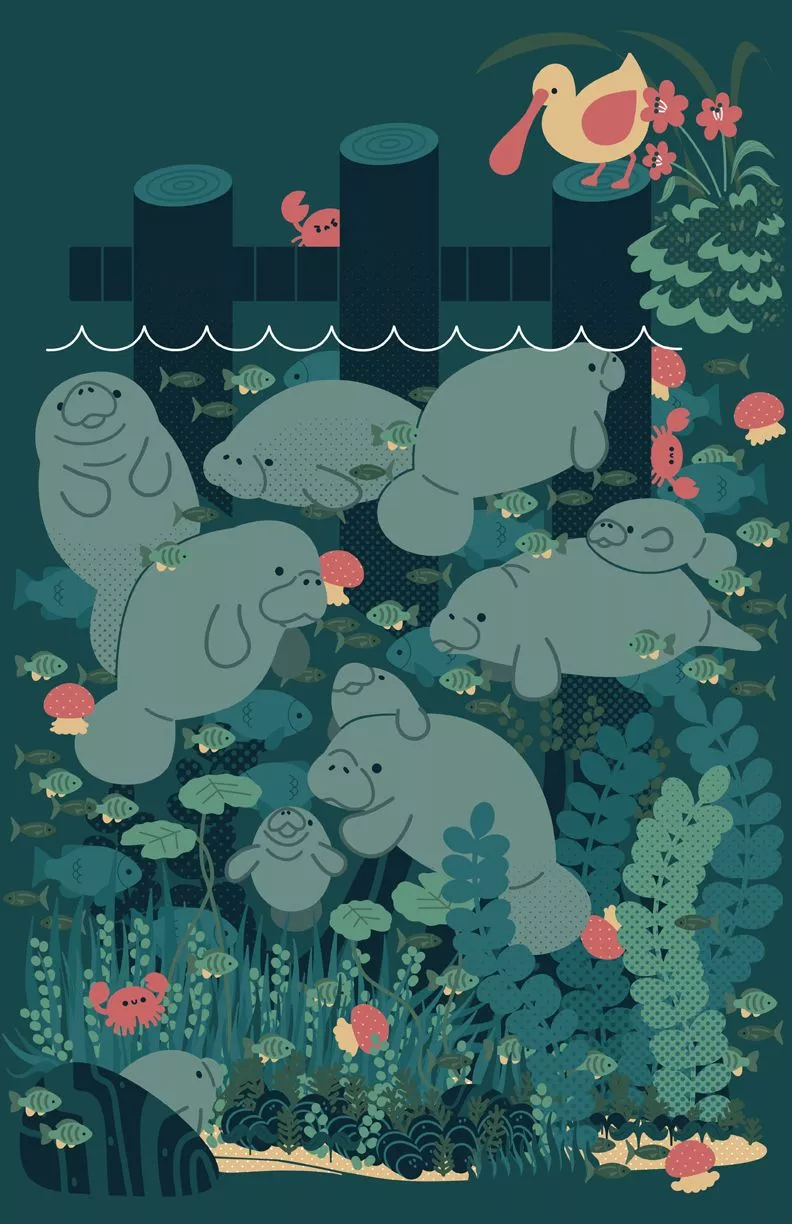 Drawing Manatee Wallpapers - Wallpaper Cave