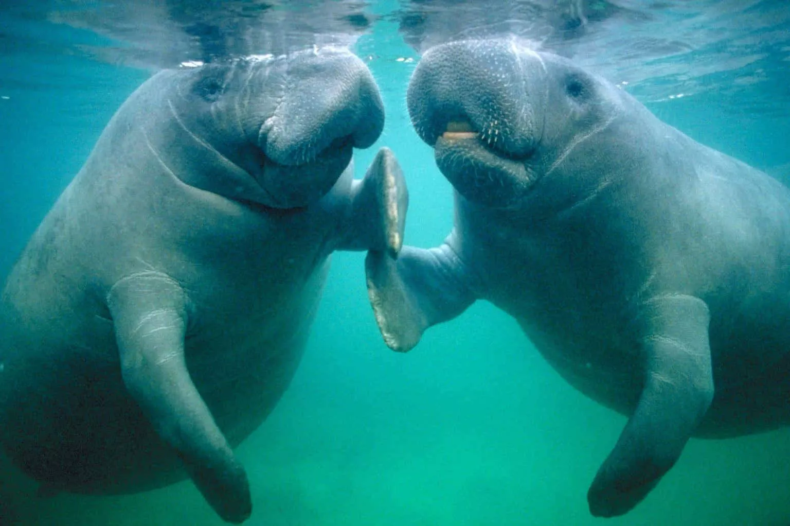 Manatee Wallpapers - Wallpaper Cave